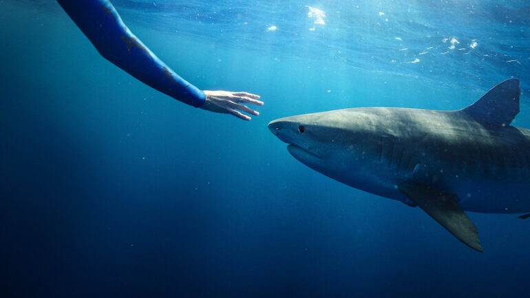 Shark Whisperer: A Netflix Documentary – Martin Cid Magazine